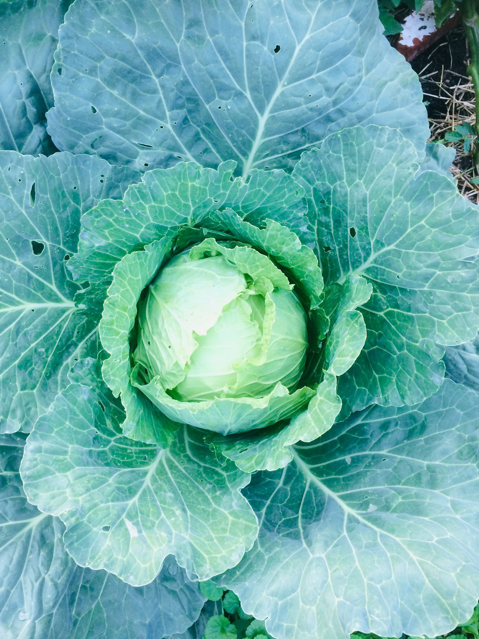 Cabbage, Golden Acre – Heritage Abound