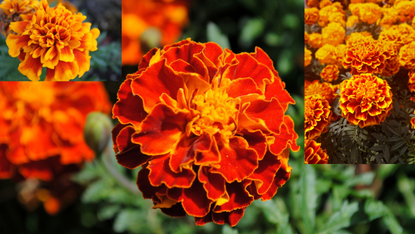 Merigold, Mix – Heritage Abound